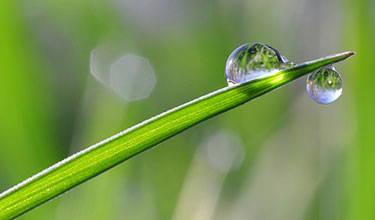 Alcohol production plants - Frilli